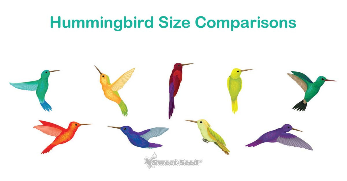Hummingbird Size Comparisons - Sweet-Seed Micro Batch Bird Feed
