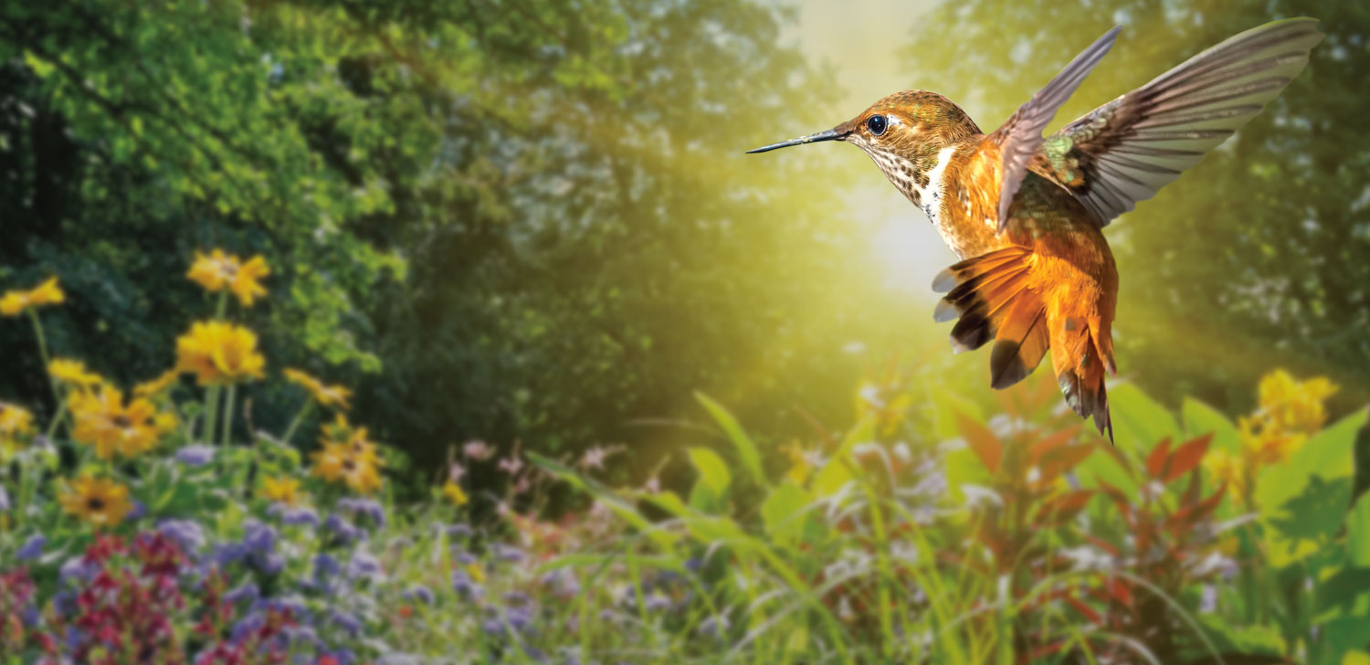 Sweet-Seed Micro Batch Bird Feed