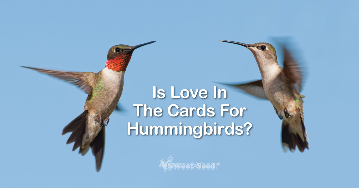 Hummingbird Courtship, Mating, and… Marriage? - Sweet-Seed Micro Batch ...