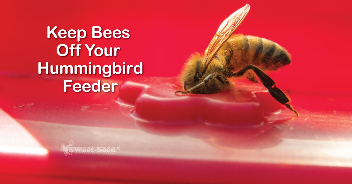 Keep Ants and Bees Away From Your Hummingbird Feeders - Sweet-Seed ...