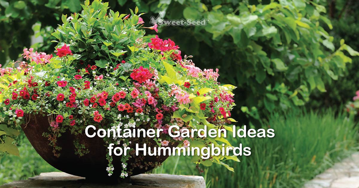 Container Garden Ideas for Hummingbirds - Sweet-Seed Micro Batch Bird Feed