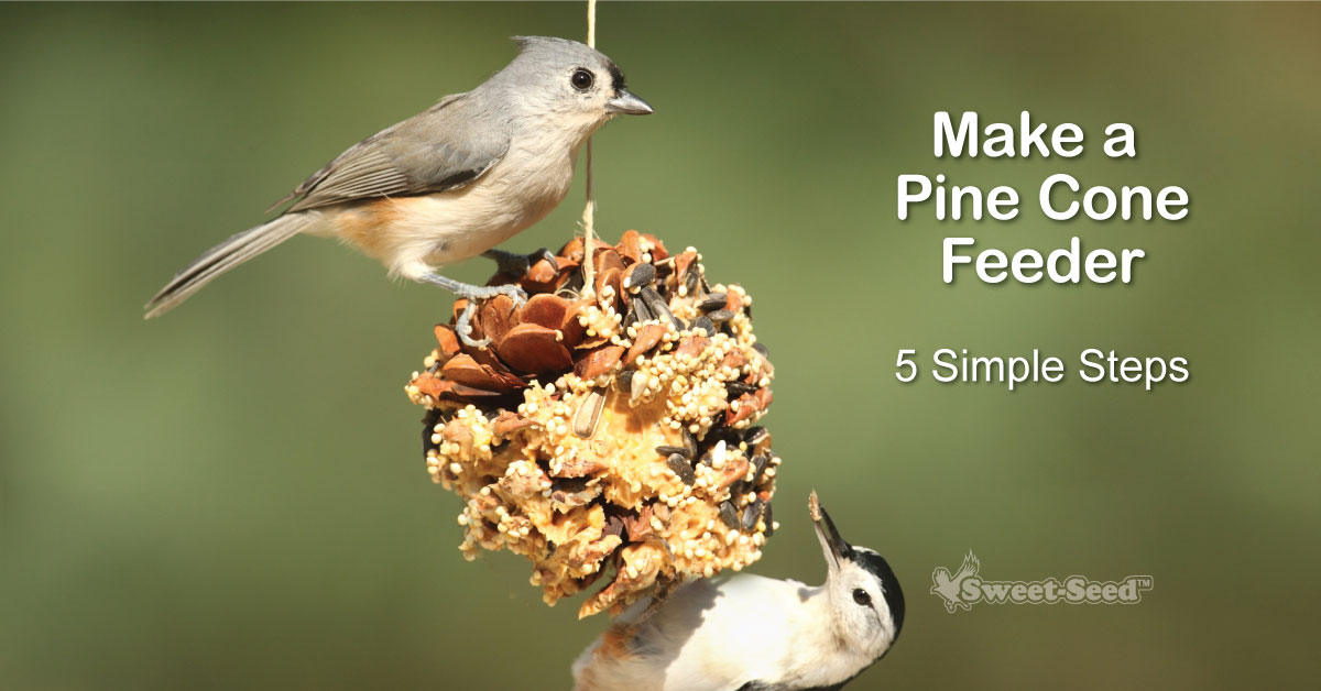 Snow Day Project: Make a Pine Cone Bird Feeder - Sweet-Seed Micro Batch ...