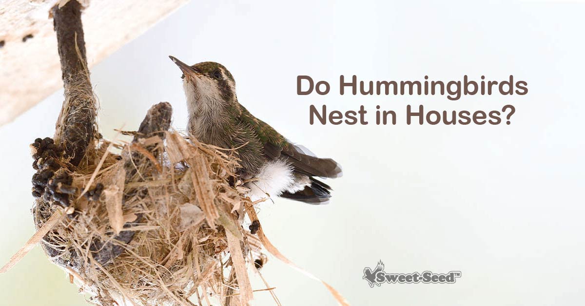 Do Hummingbirds Nest in Houses? - Sweet-Seed Micro Batch Bird Feed