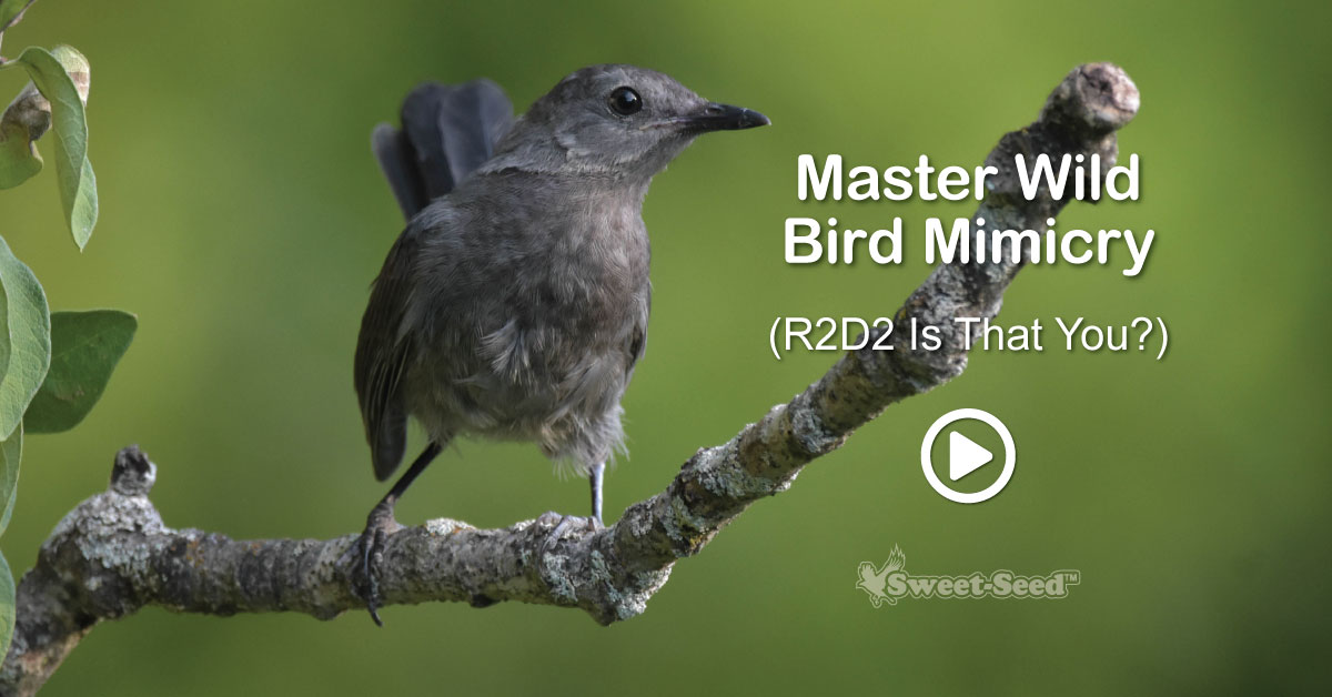Amazing Wild Bird Mimics R2D2 (Video) - Sweet-Seed Micro Batch Bird Feed