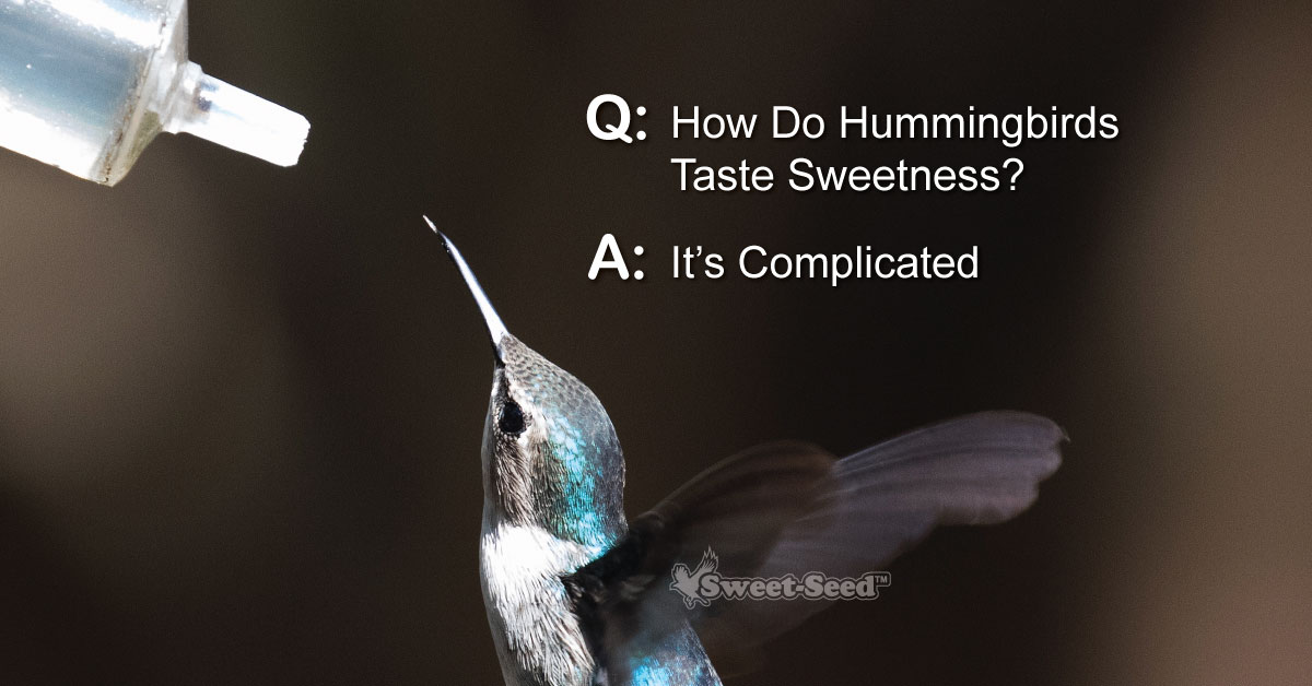 Mystery Solved: How Hummingbirds Taste Sweetness - Sweet-Seed Micro ...