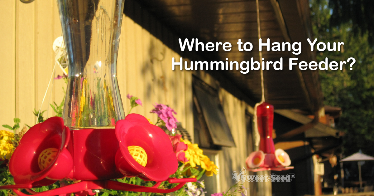 Best Places to Hang Hummingbird Feeders - Sweet-Seed Micro Batch Bird Feed