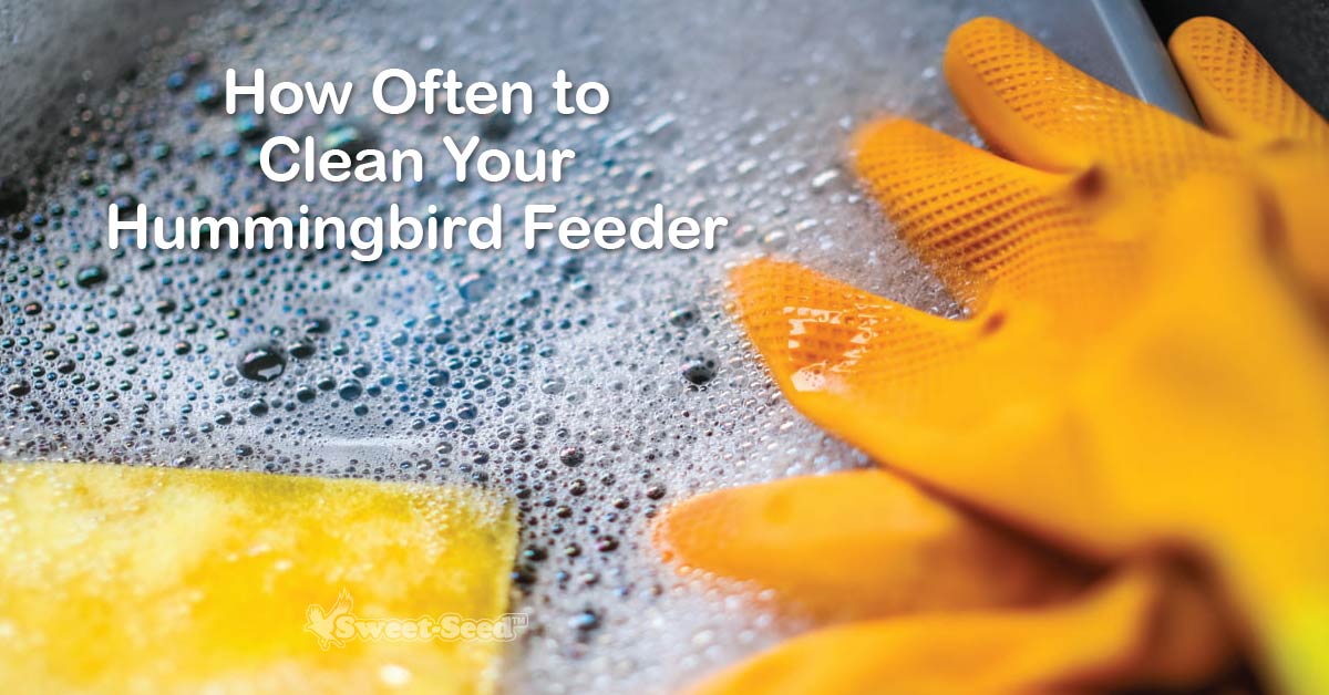 How Often to Clean Your Hummingbird Feeder - Sweet-Seed Micro Batch ...