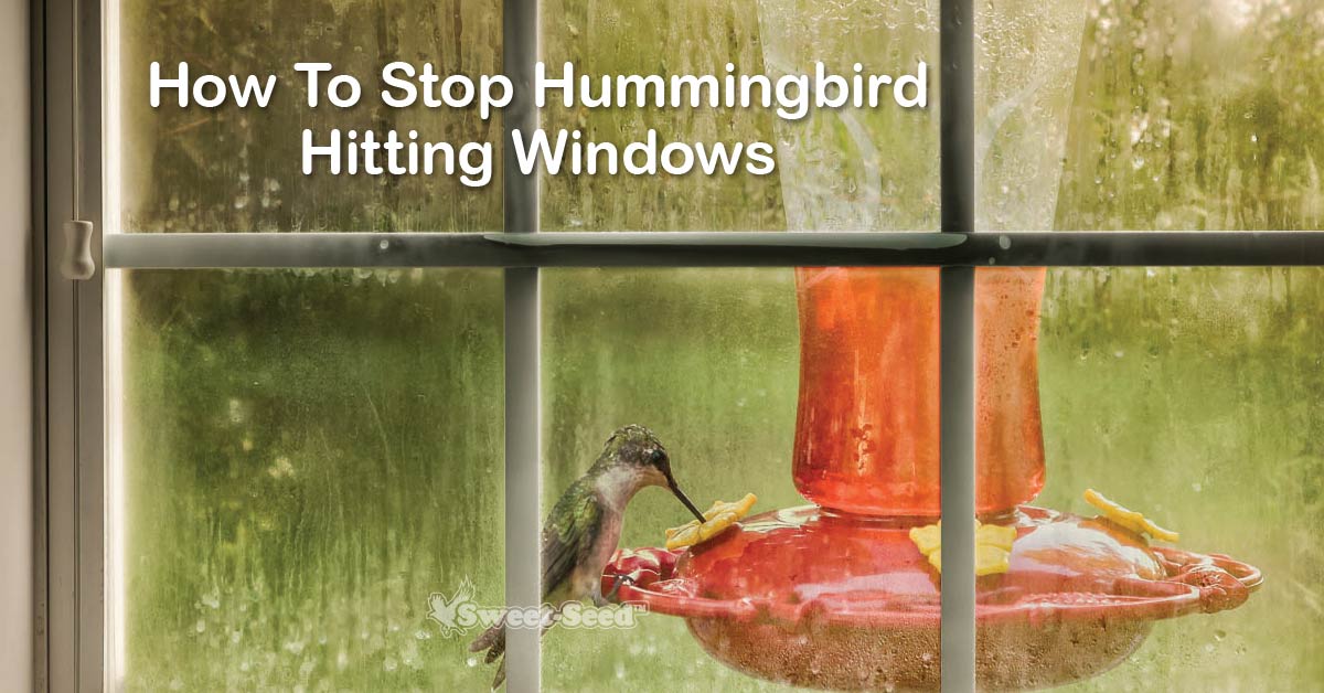 How To Stop Hummingbirds Hitting Windows - Sweet-Seed Micro Batch Bird Feed