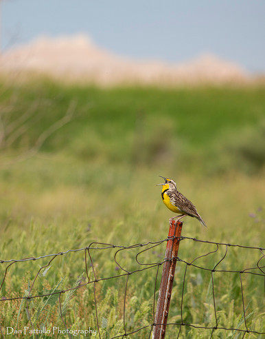 A Meadowlark's Song by Daniel Pattullo Photography | Photo of a Western ...