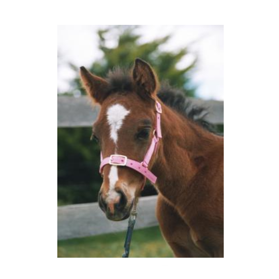 Filly Slip - Aussie Saddlery
