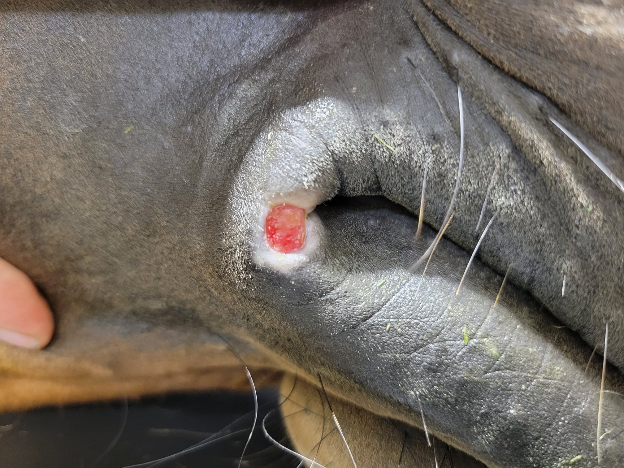What are Summer Sores? - Aussie Saddlery