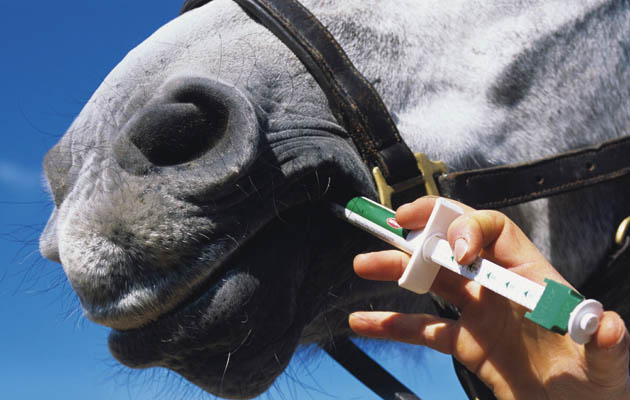 Autumn Worming Information - Aussie Saddlery