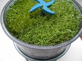 Freshlife Automatic Sprouter - Energise Your Life