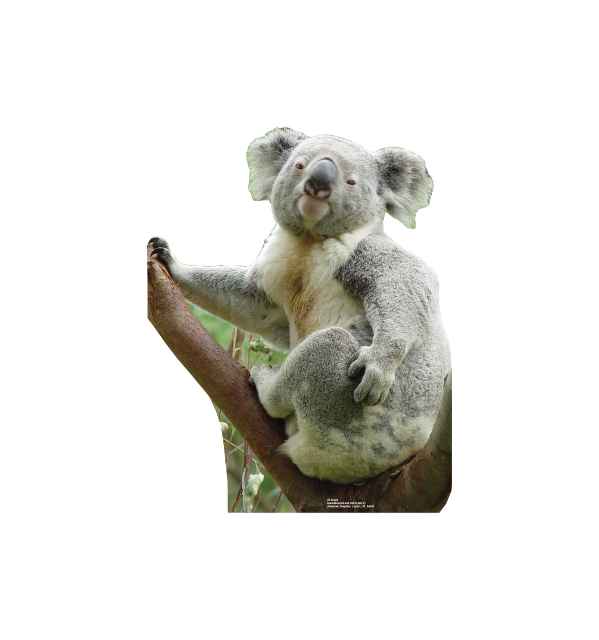 Adorable Koala Bear | Lifesize Cutout | Perfect Party Decor
