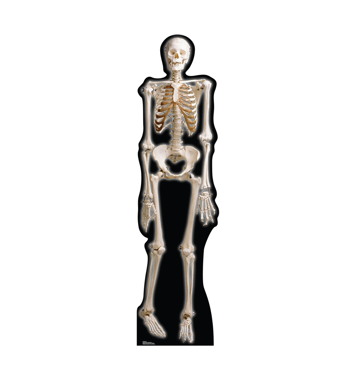 Cardboard Cutout Human Size