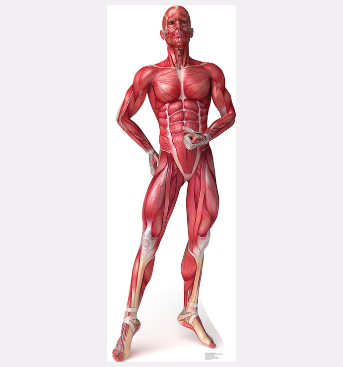 Anatomy Half Muscle Half Skeleton
