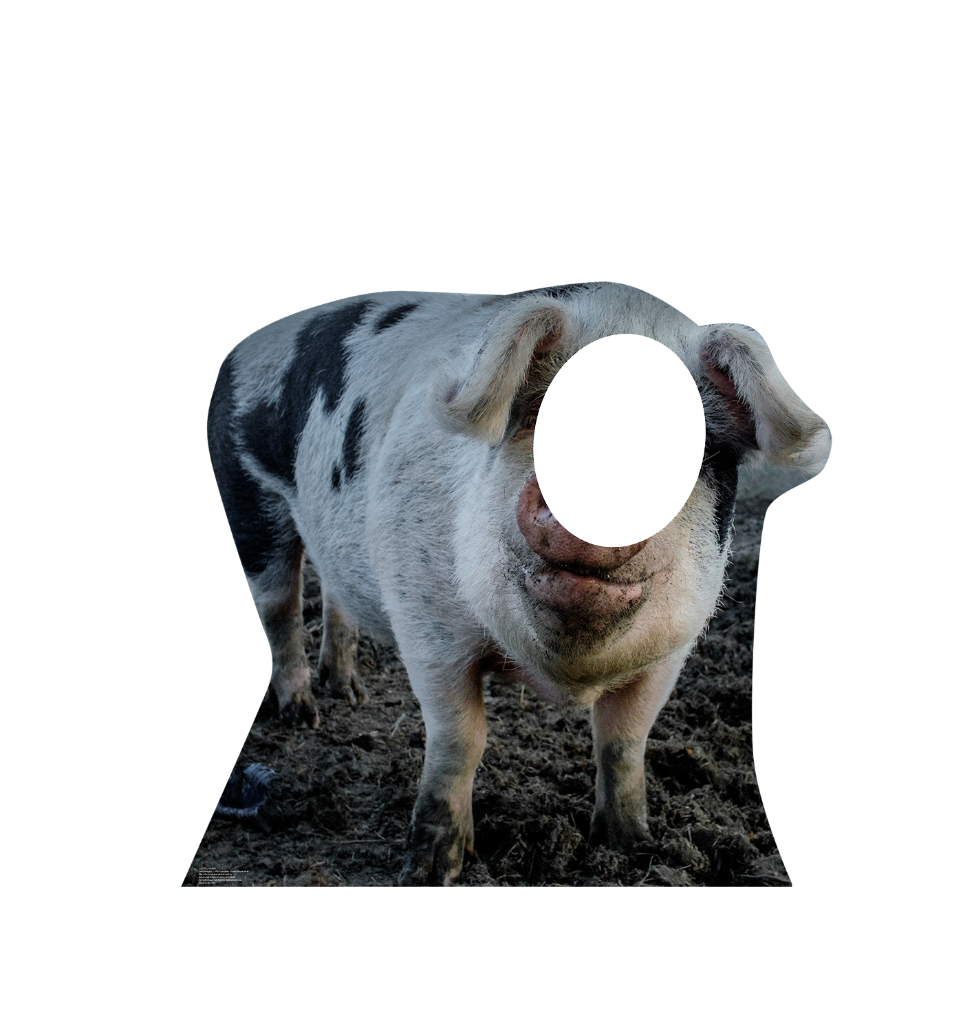 Pig Standin