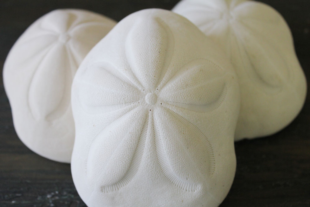 Sea Biscuits - Sand Dollar - Natural Sea Life Decor - California ...