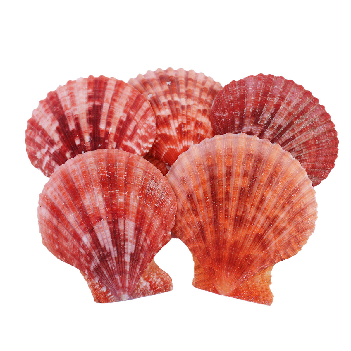 Pectin & Scallop Seashells - Shell Craft Supplies - California Seashell Co