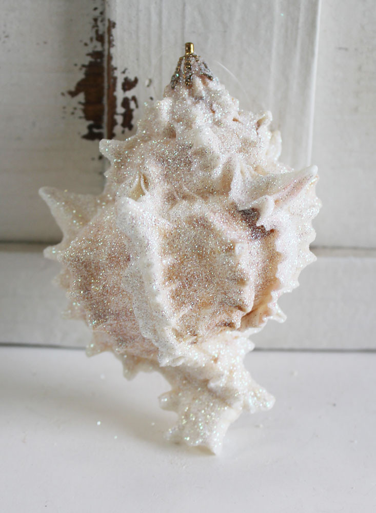 Pink Murex Seashells - California Seashell Company