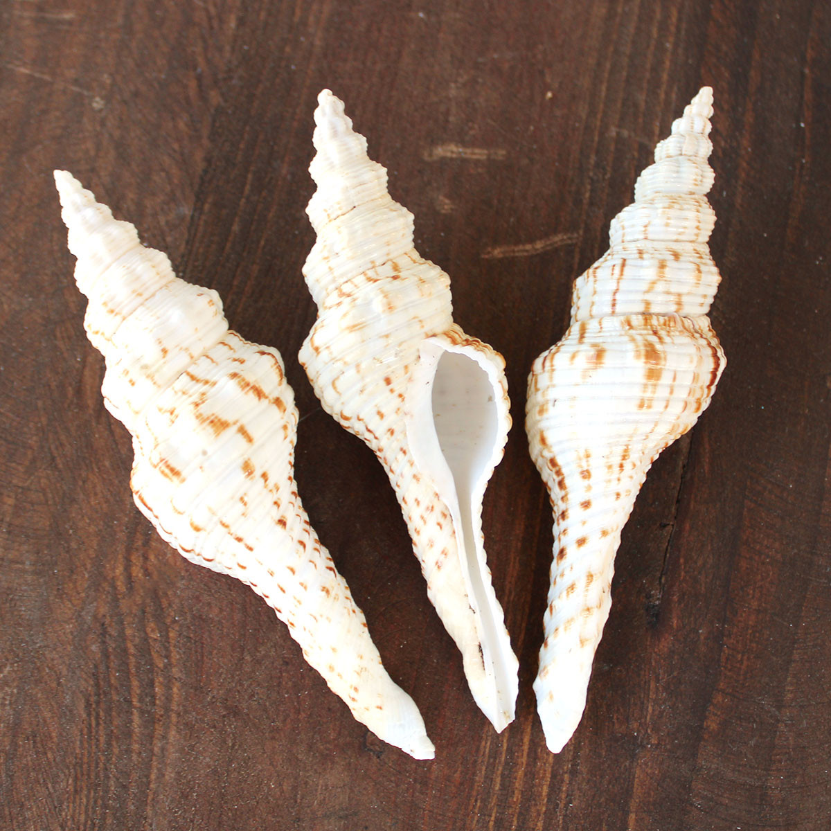 Brown & White Spindle Seashells - Craft Shells - California Seashell ...