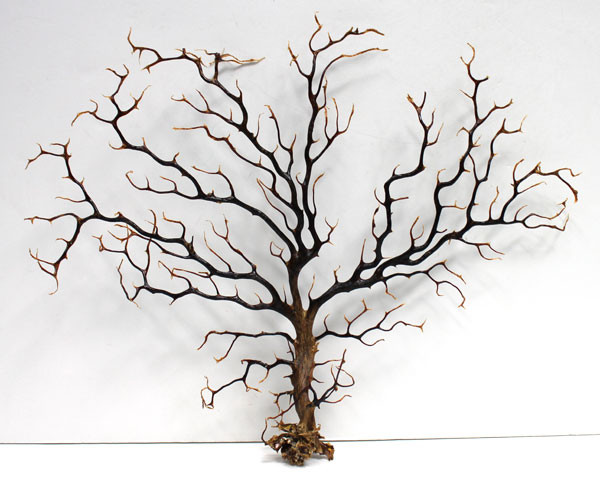 Sea Life • Sea Fans • Red & Black Sea Fan - California Seashell Co