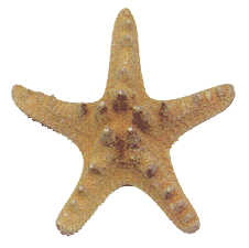 White Thorny Starfish - Knobby Sea Stars - Bumpy Star - California ...