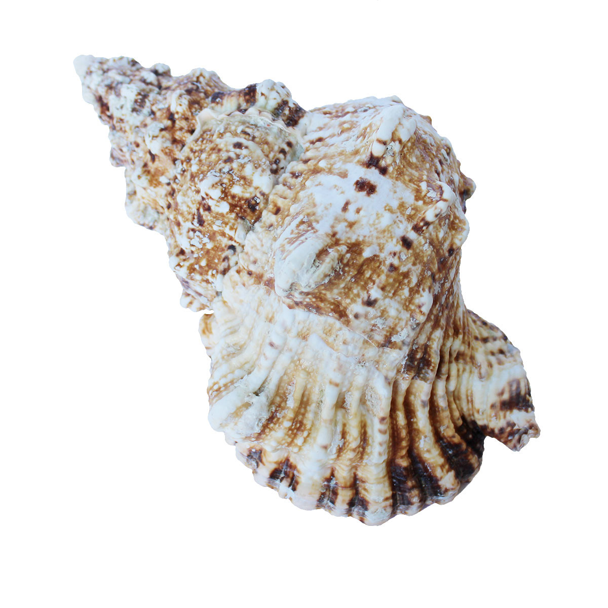 Large Decorative Seashells for Sale - The California Seashell Company