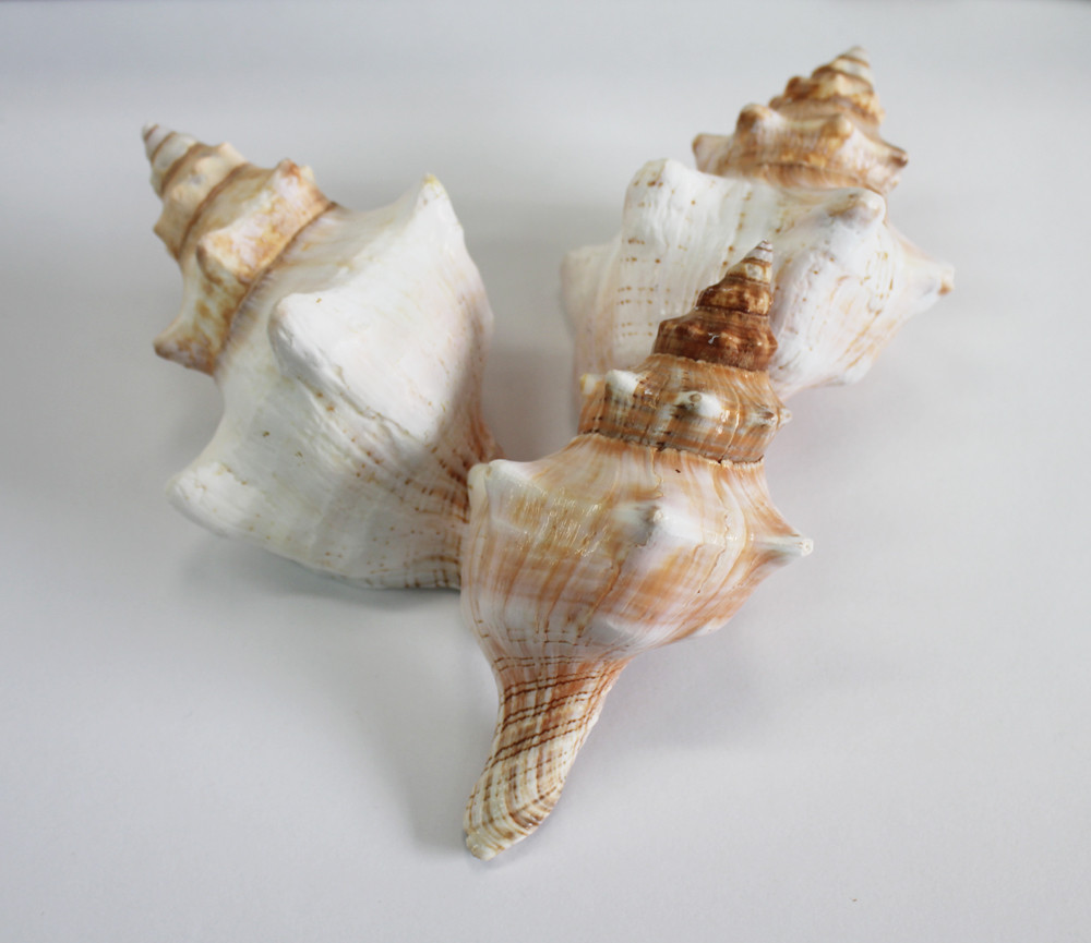 King Crown Conch Shell - Hermit Crabs Shells - California Seashell Company