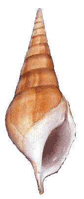 Brown Tibia Curta Seashells - Conch Shells - California Seashell Company