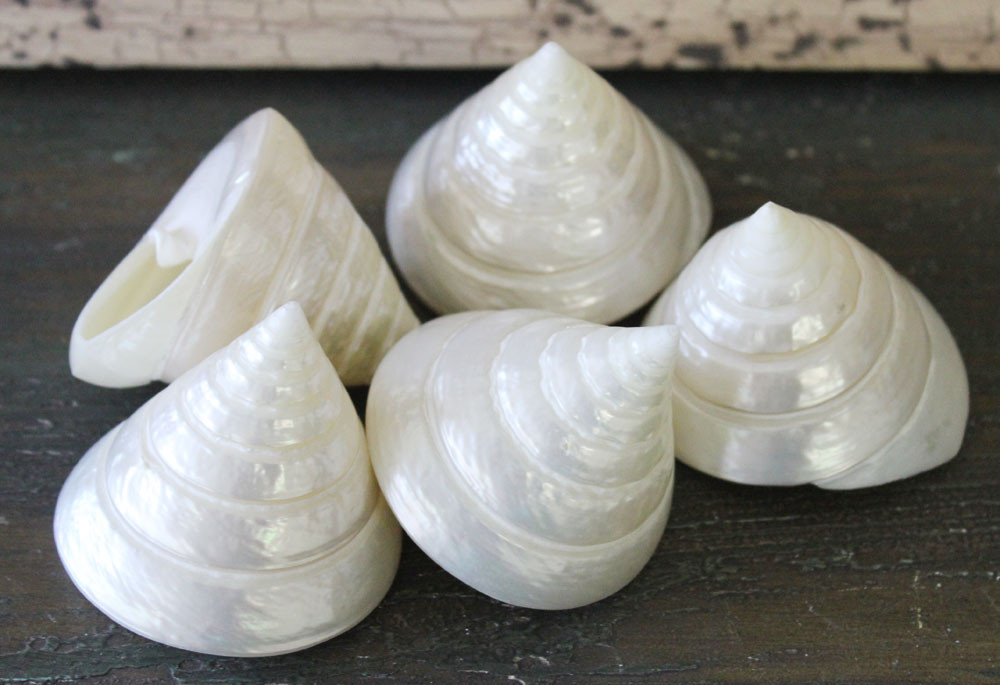 Pearl Trochus Cone Shell - Pearly Troca Seashells - California Seashell ...
