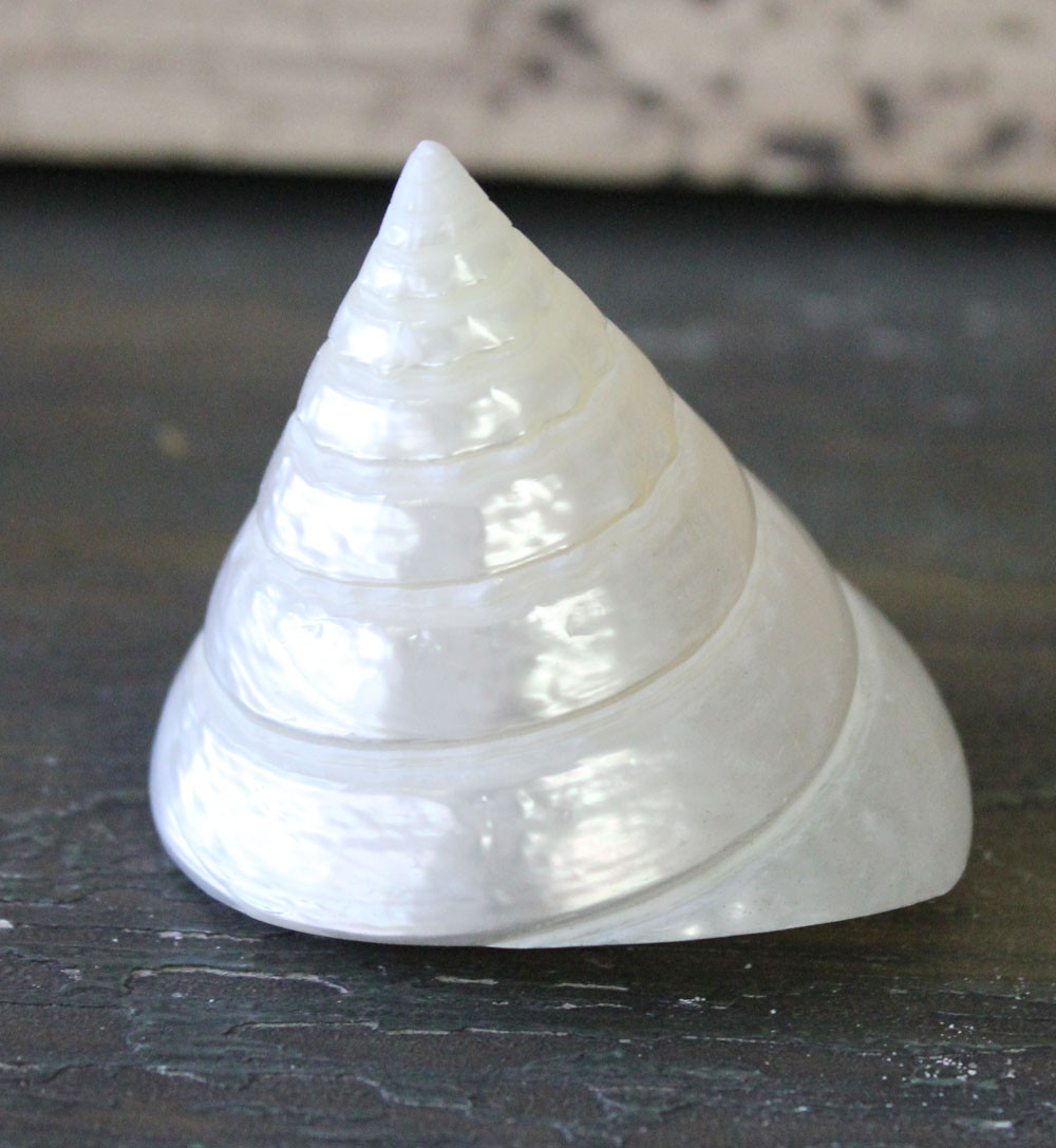 Pearl Trochus Cone Shell - Pearly Troca Seashells - California Seashell ...