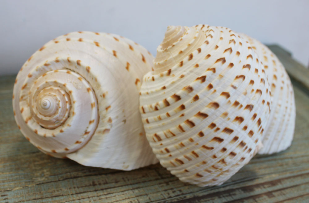 Spotted Tonna Seashells - Tonna Tesselata - Tun Shells - California ...