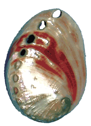 4-5" Red Abalone Shells - Sea Ears - California Seashell Company