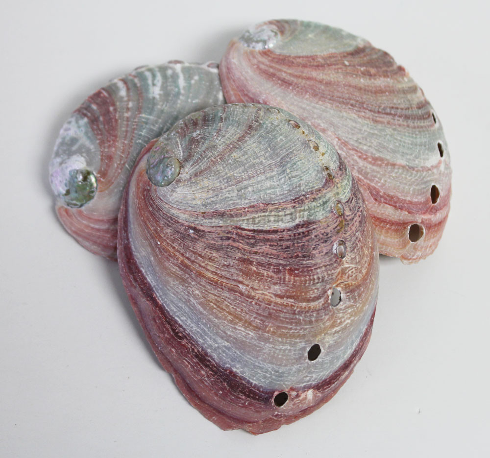Abalone Seashells, Blue Green Abalone, Red Abalone • California ...