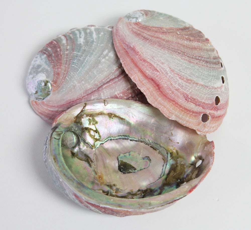 4-5" Red Abalone Shells - Sea Ears - California Seashell Company