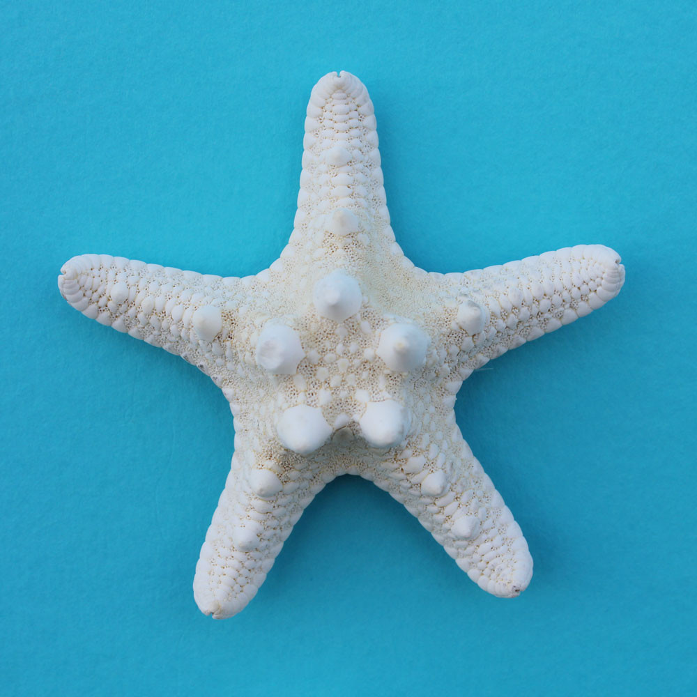 White Bumpy Starfish Magnet - Seashell Decor - Calfiornia Seashell Company
