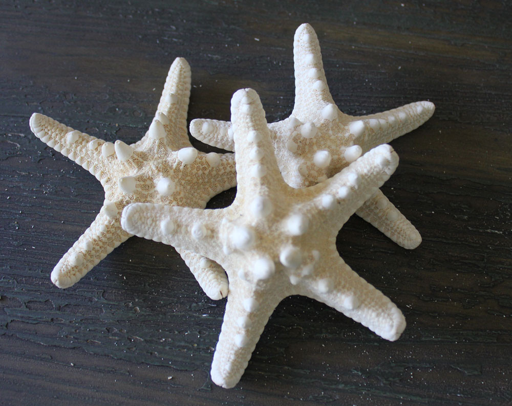 White Thorny Starfish - Knobby Sea Stars - Bumpy Star - California ...