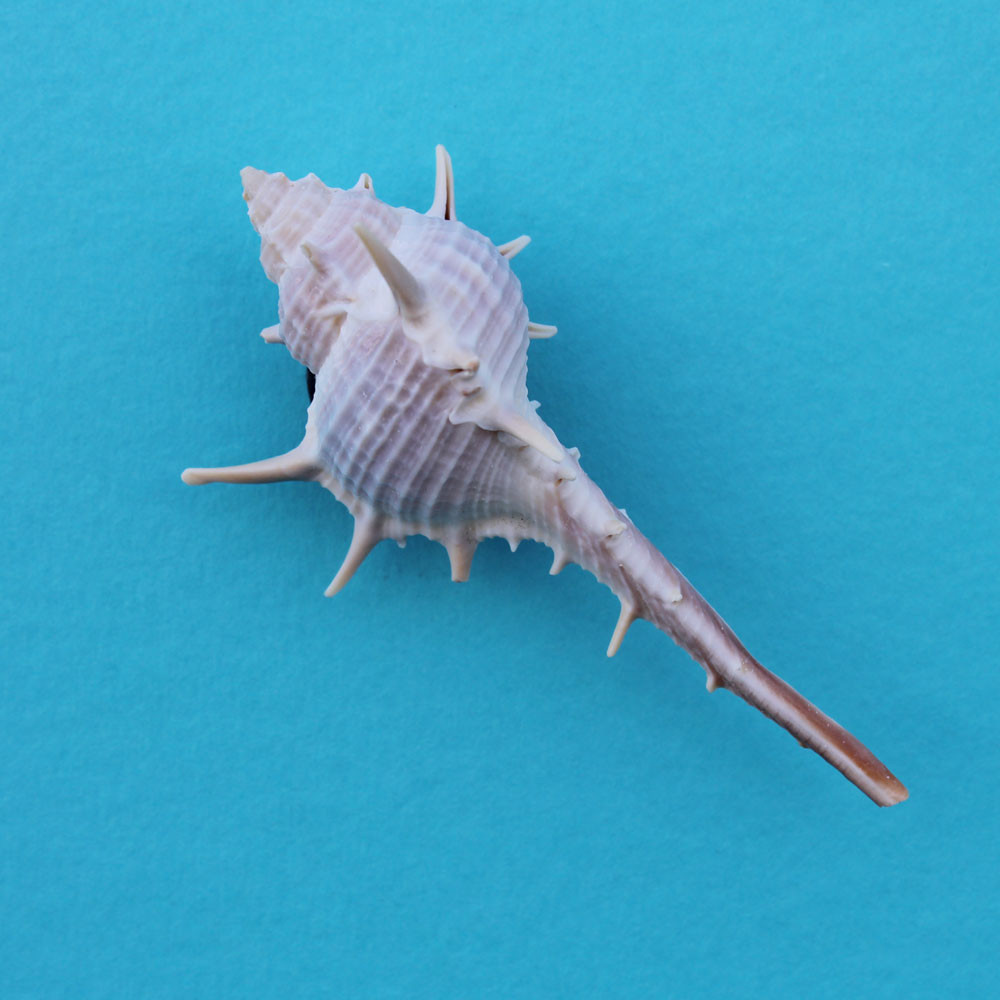 Spiny Murex Seashells - Small to Medium Shells - California Seashell ...
