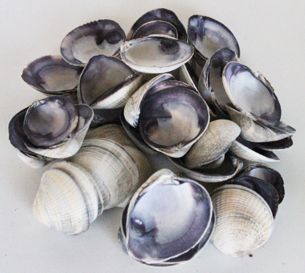 Purple Clam Natural Unpaired Seashells - Bulk Craft Shells