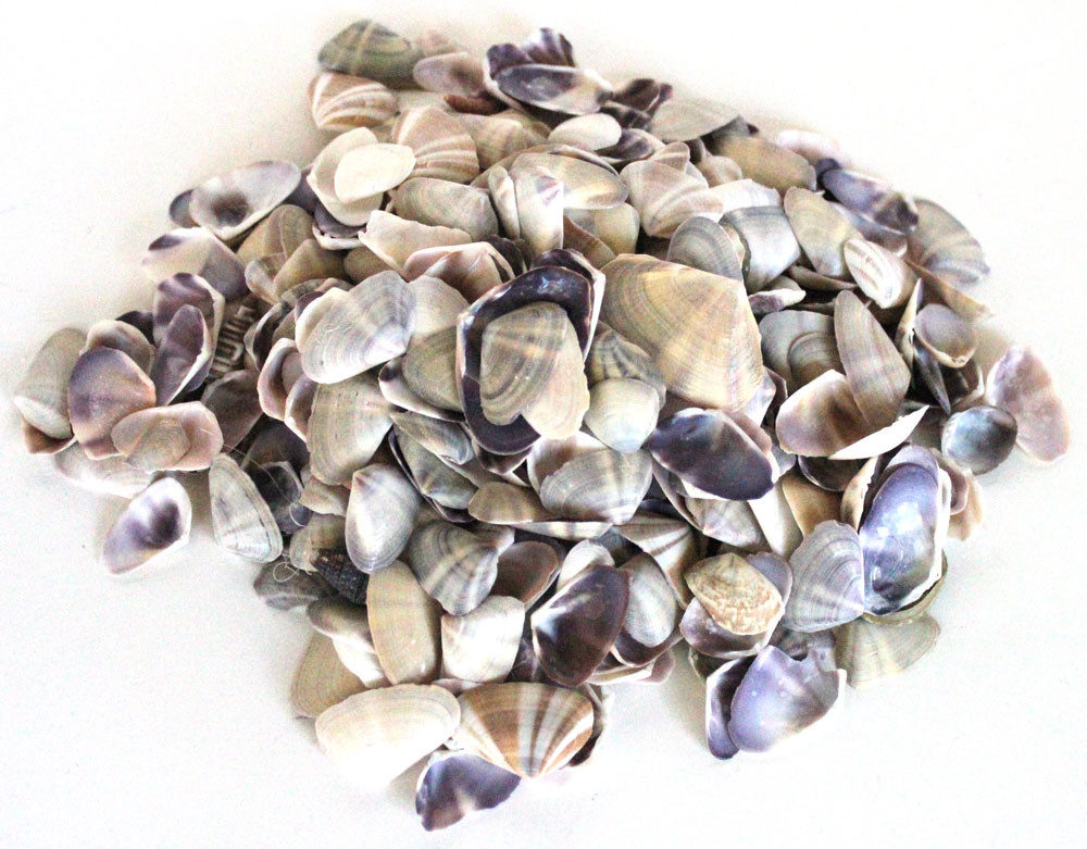 Purple Donax Seashells - Coquina - Bulk Craft Shells