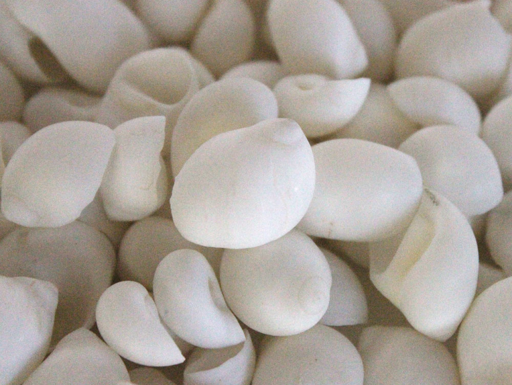 White Moon Seashells - Moon Snail Shell - Craft Seashells - Beach ...