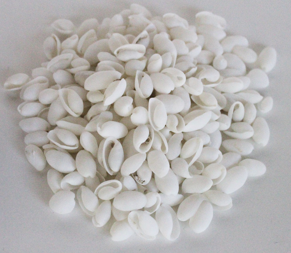 Small White Frog Shell - Bursidae - Craft Shells - Pound Bag