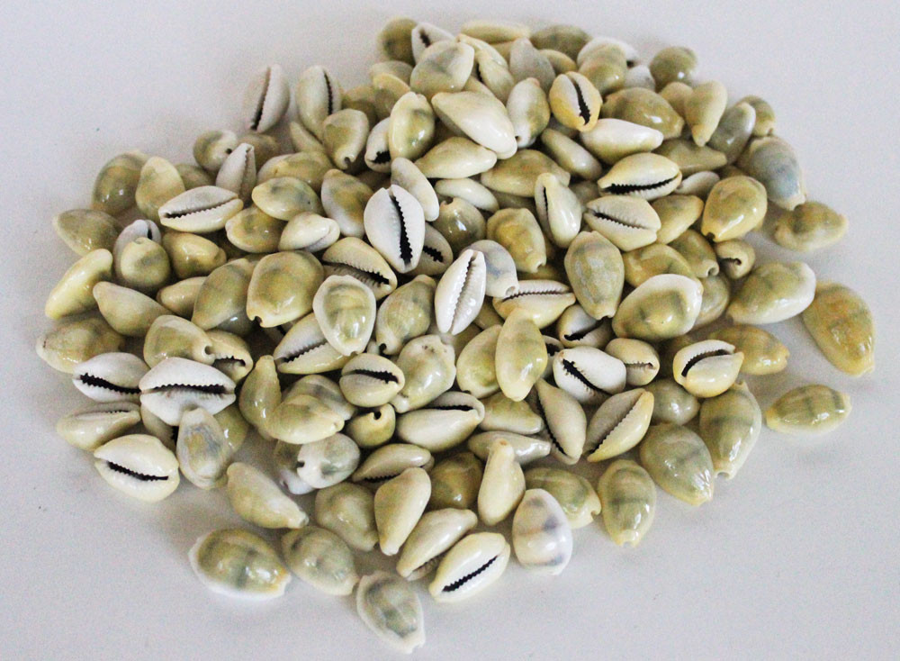 Tiger Cowrie Seashells - Cowry Shells - California Seashell Company