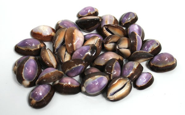 Purple Top White Cowrie Seashells - Craft Shells - California Seashell Co