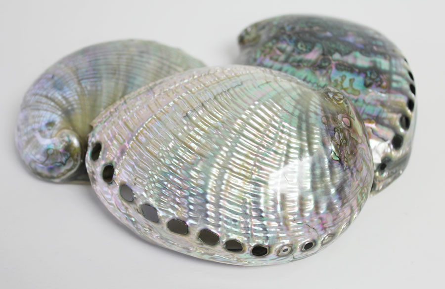 Blue & Green Abalone Seashells - Ear Shells - California Seashell Company