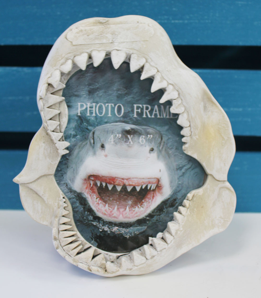 Authentic Shark Jaw - California Seashell Company