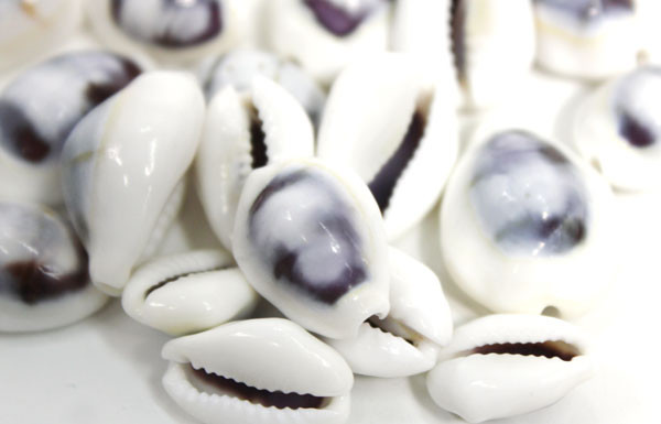 Purple Top White Cowrie Seashells - Craft Shells - California Seashell Co