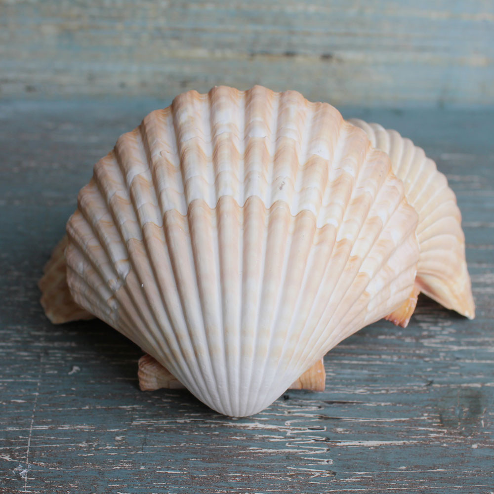 Pectin & Scallop Seashells - Shell Craft Supplies - California Seashell Co