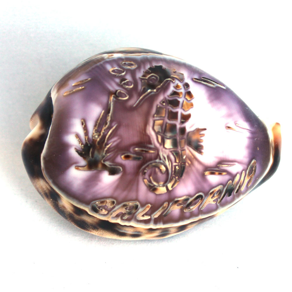 California Sea Turtle Cowrie Seashells - Cowrie Shells - California ...